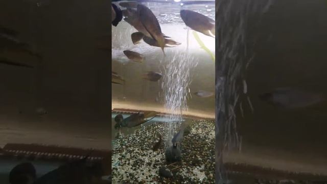 Рыбки макроподы
Аквариумная рыбка