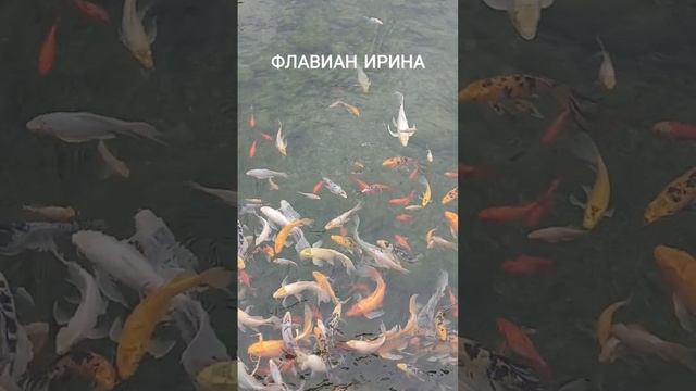 Флавиан глава 14Ирина