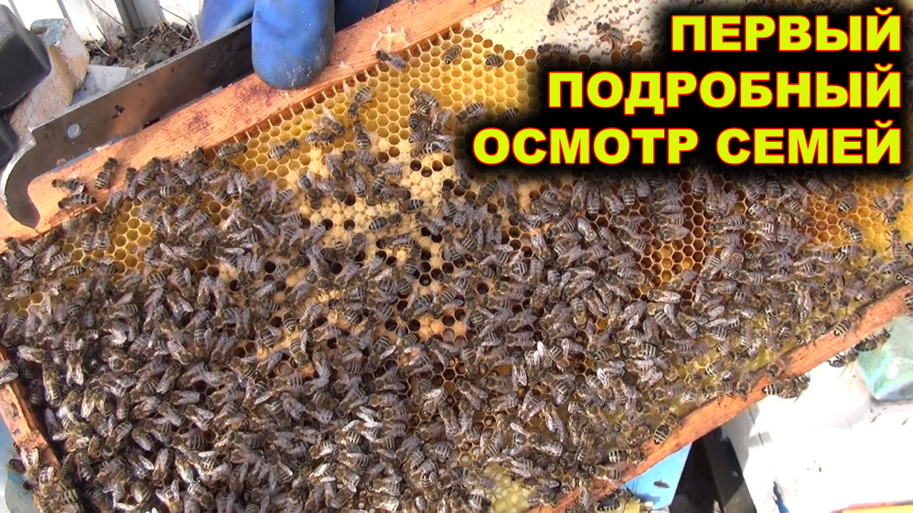 Первый подробный осмотр семей.