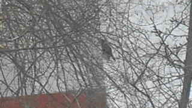 Кот бежит 45645858 DSCN5023