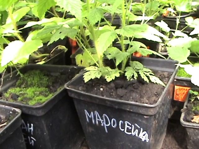 Саженцы малины и ежевики в Москве