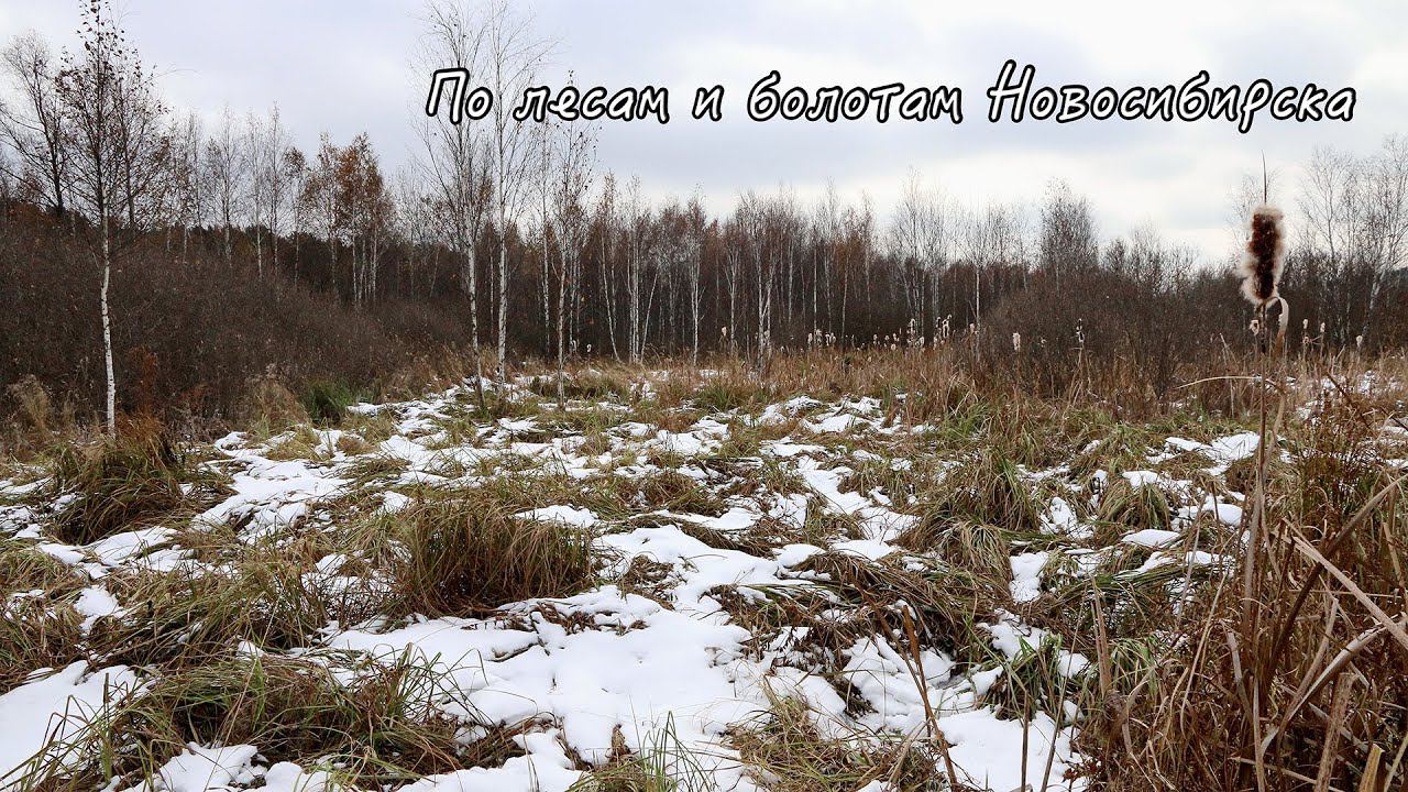 Леса и болота Новосиба. Осень
