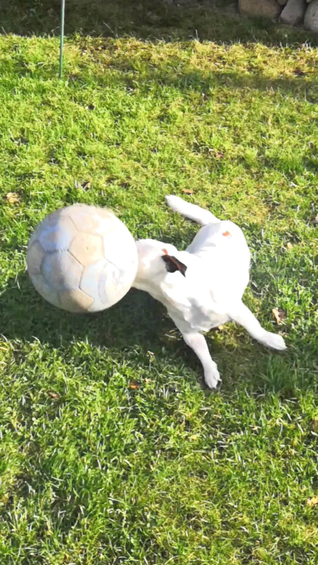 Брайт контратакует и забивает гол! Пёс-футболист 002