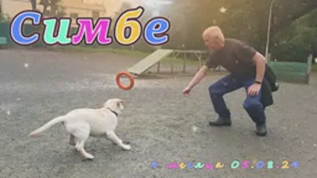Симбе 4 месяца 05.08.24