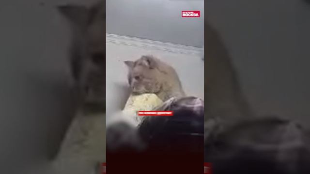 В Уфе любопытный кот залез в вентиляцию и застрял