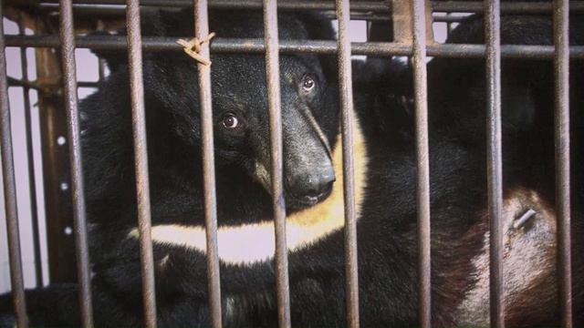 Социальная реклама на Animal Planet. Преступления против дикой природы