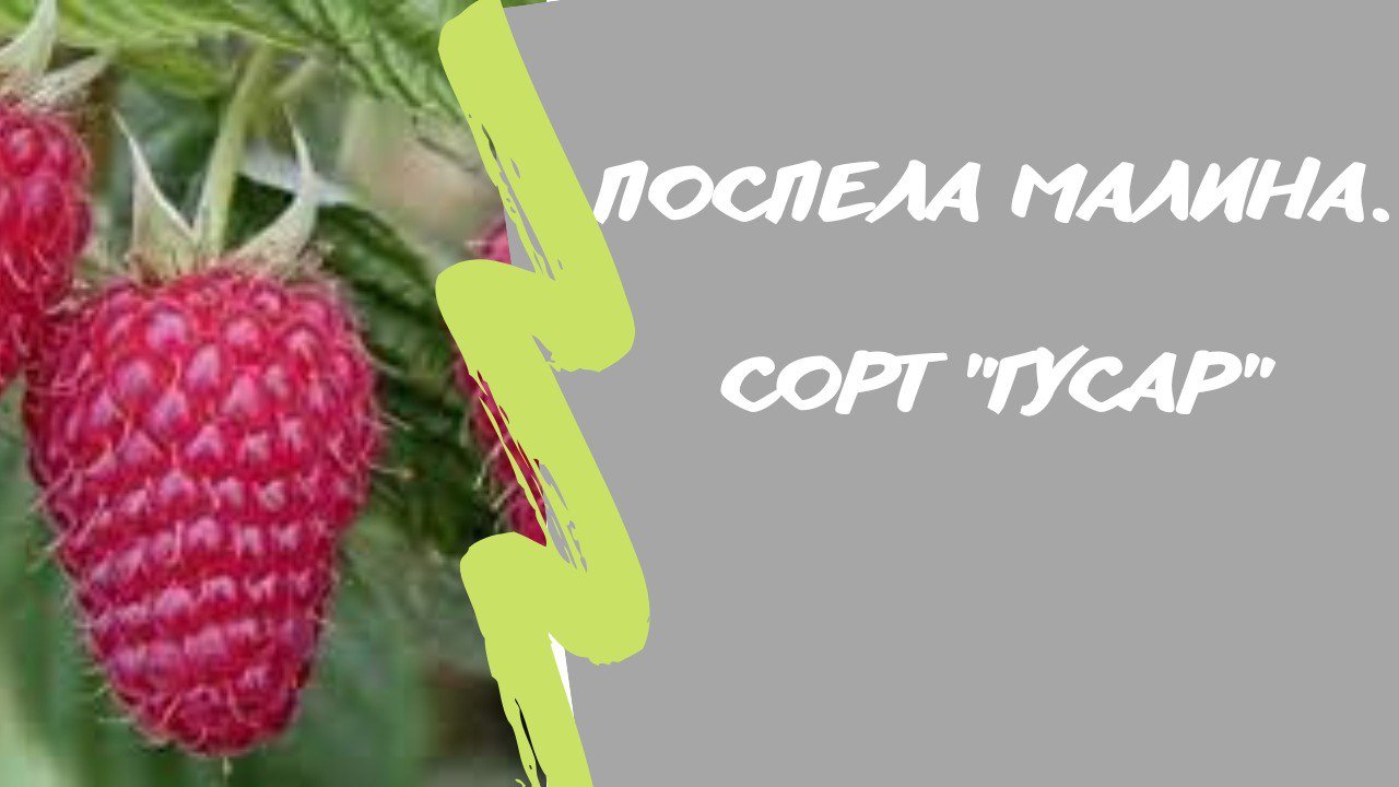 Поспела малина сорт «Гусар»