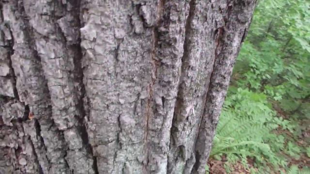 Ориентирование в уссурийской тайге (пример 1)