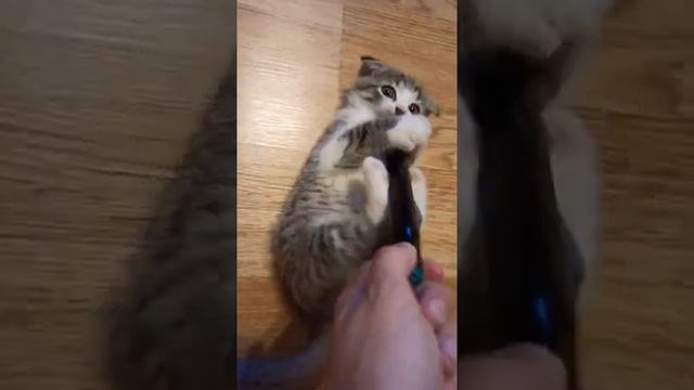 бешеный котопёс