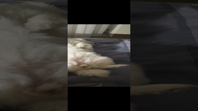 ОТДЫХАЕТ ПЁСЕЛЬ???