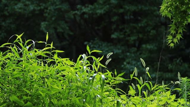 Пение птиц в летнем лесу для релаксации, сна, медитации и учебы