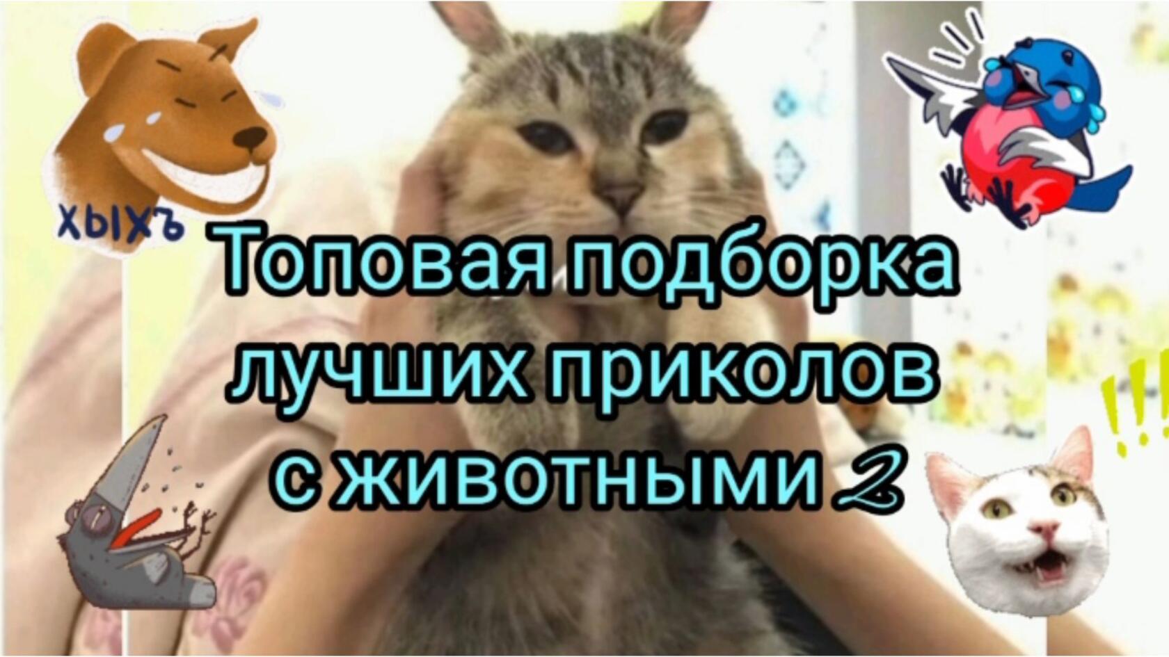 Топовая подборка лучших приколов со смешными животными ???