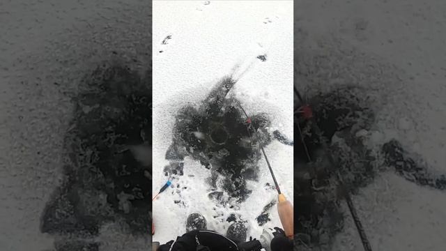 Поклевочка окуня.