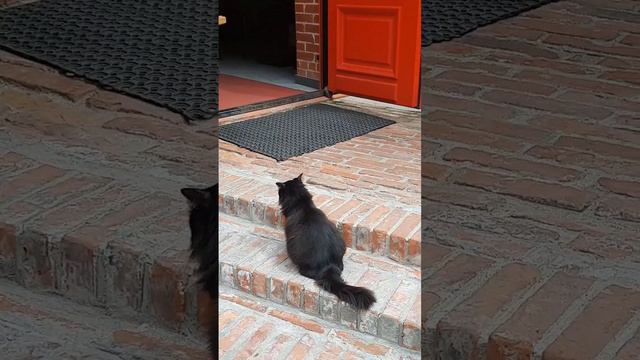 Зеленоградские пушистики #зеленоградск #коты #лето