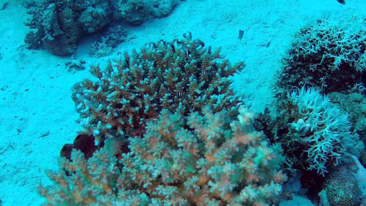 Red Sea - Abu Dabub
