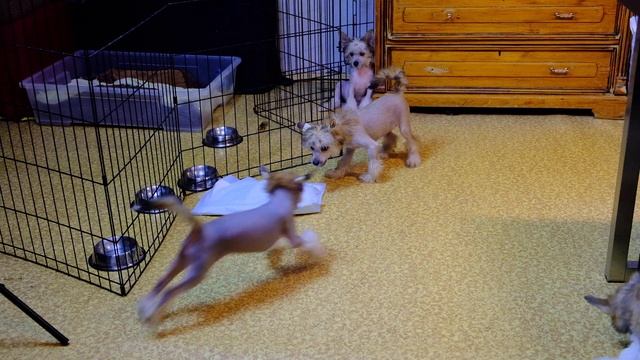 Честер примерный щенок. Часть