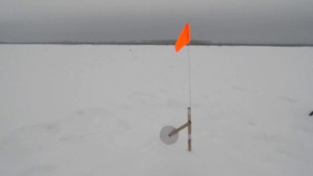 Жирный налим прям под лункой