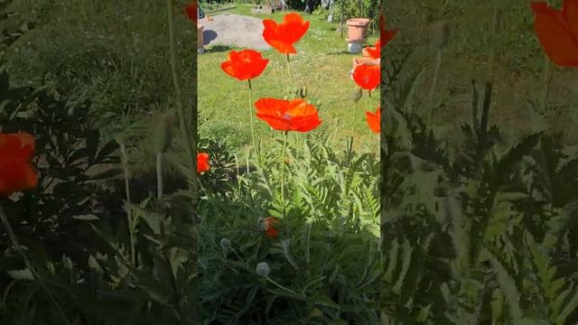 Красные маки