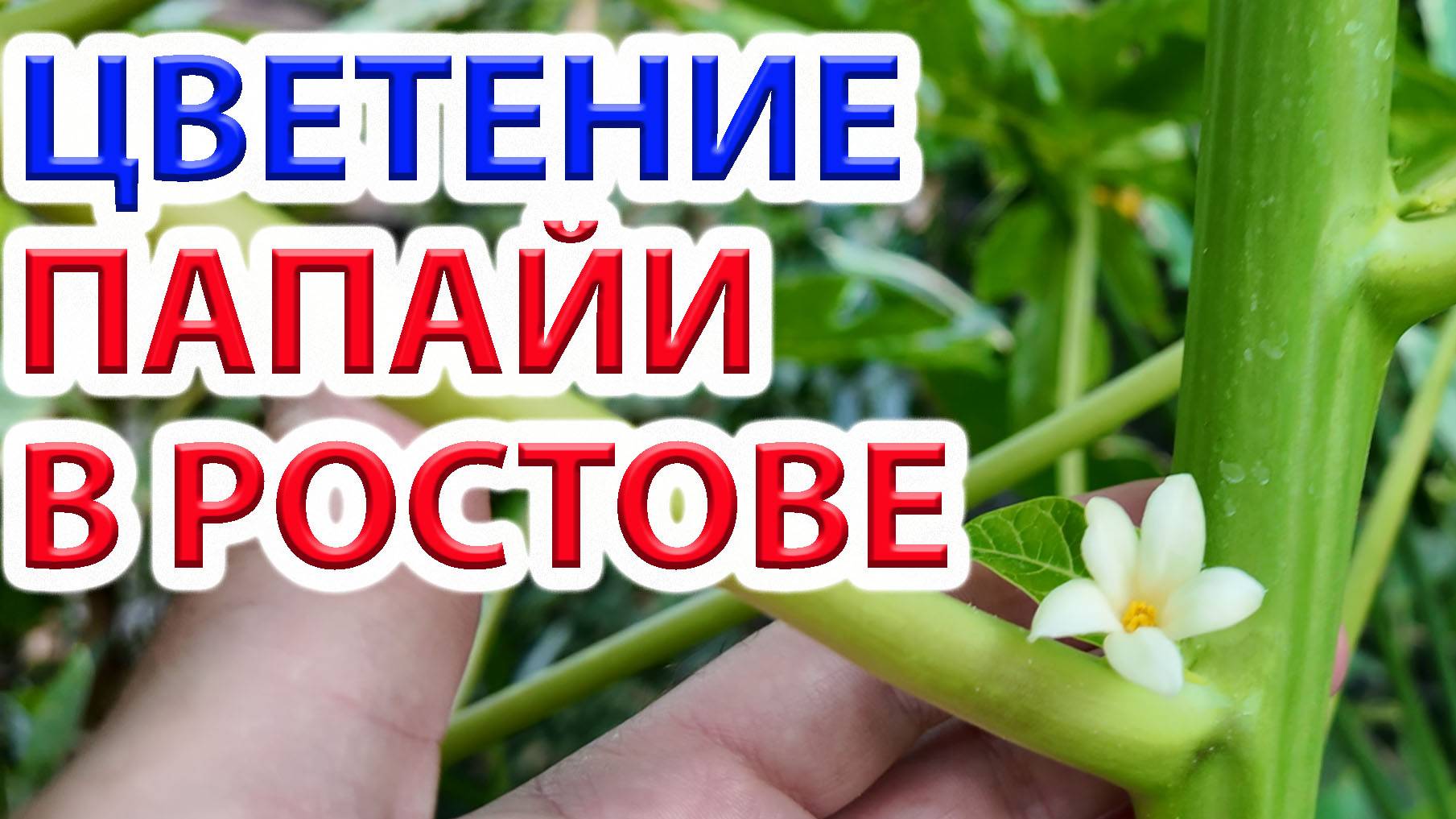 Цветение папайи в Ростове