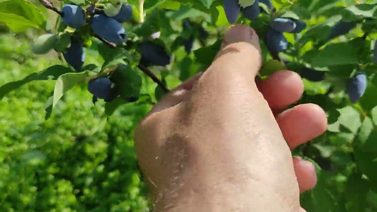 Жимолость Аврора 2023