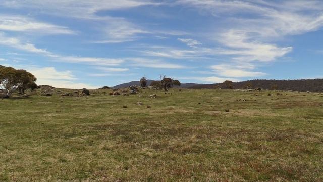 Австралия. Канберра официальная столица.На автомобиле по Австралии. Кенгуру, дома аборигенов