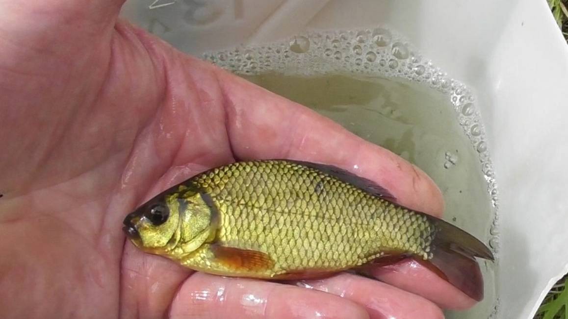 Карасики  едут в новый дом.