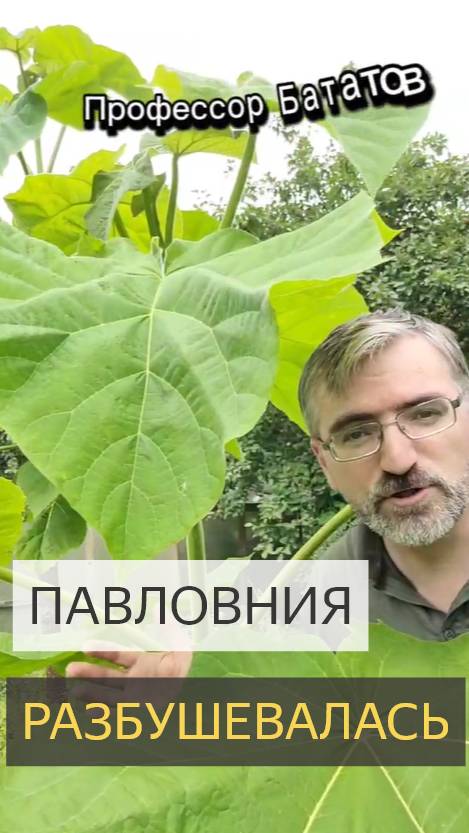 Павловния войлочная разбушевалась