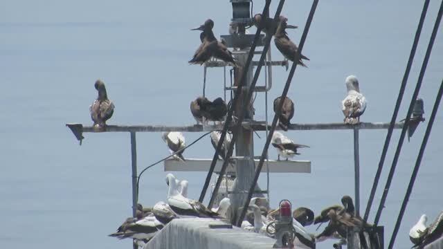 Птицы на кораблях. Не стойте под фокмачтой! Извечные спутники кораблей.