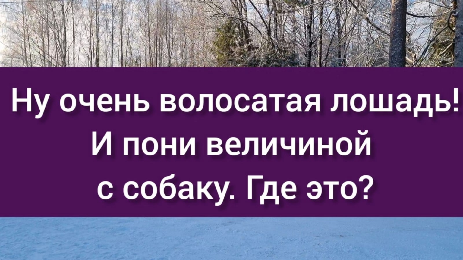 Ну очень "волосатая" лошадь! И пони величиной с собаку.