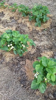 Соломенная ягода с хвойной мульчей