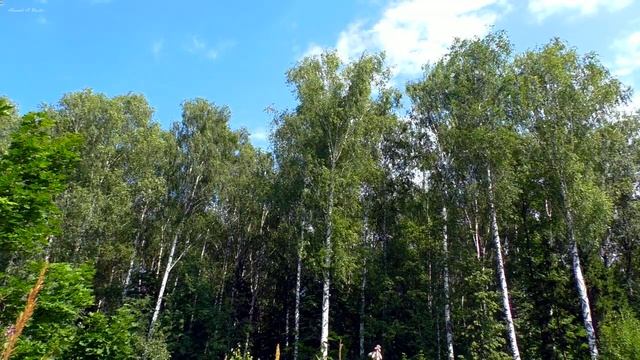 Шум ветра в летнем лесу