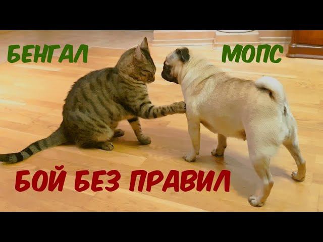 Бенгал - Мопс. Бой без правил