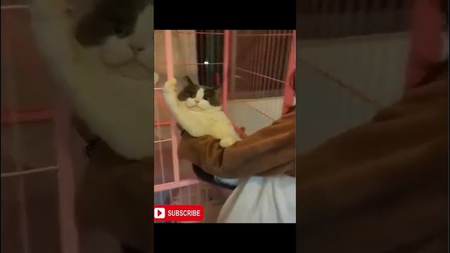 Покажи лапку.mp4