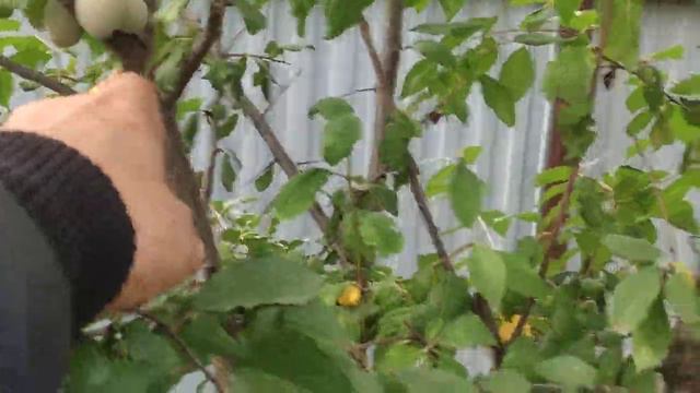 2022.09.15 Сад урожай отличный.