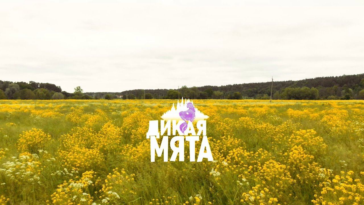 Дикая Мята | Поле 2020