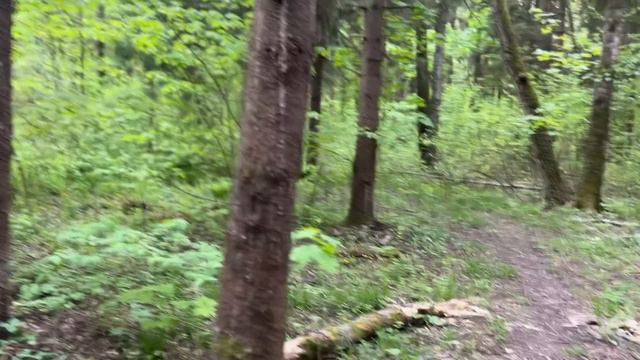 🍀☘️🌿 Майские травы #дикоросы В чай. В салат