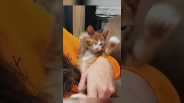 Пушистики??