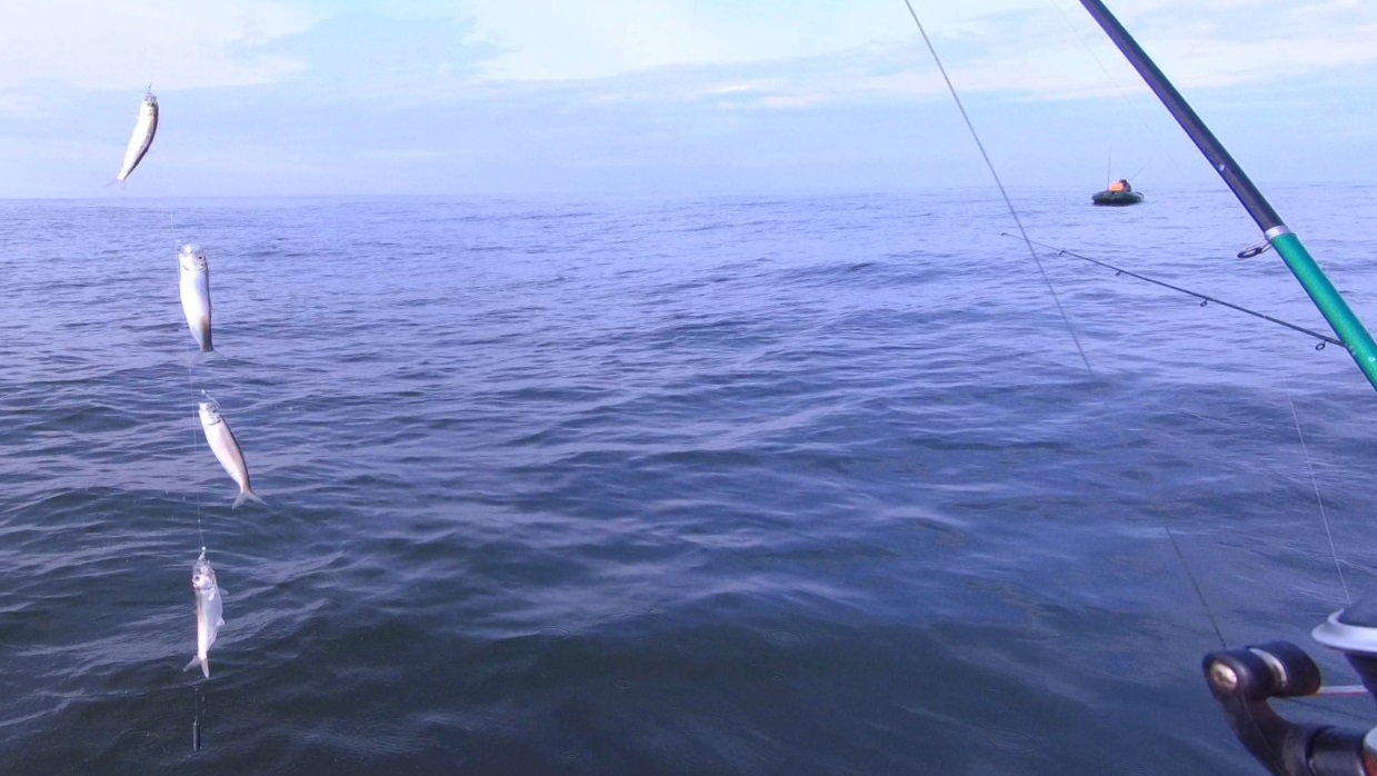 Рыбалка. Балтийское море. ГИРЛЯНДЫ САЛАКИ.