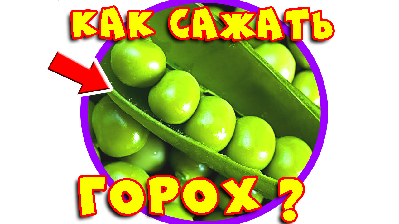 ГОРОХ В ОТКРЫТЫЙ ГРУНТ: как правильно ПОСАДИТЬ весной. СХЕМА в тетради