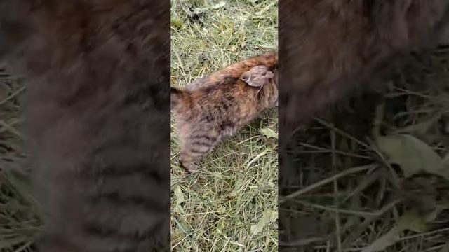 зверюшки.mp4