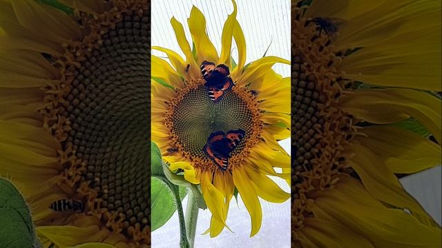 Цени каждый🦋Миг!🌻Ведь~жизнь~у тебя одна, не опусти~её!》》