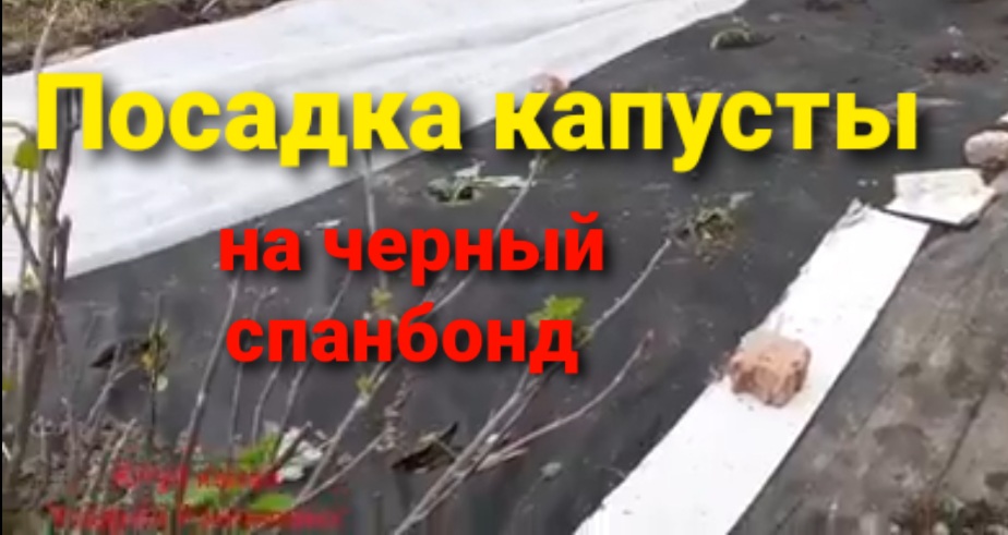 Посадка капусты на черный спанбонд.Усадьба Романовых.