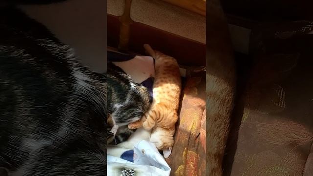 все вместе .mp4