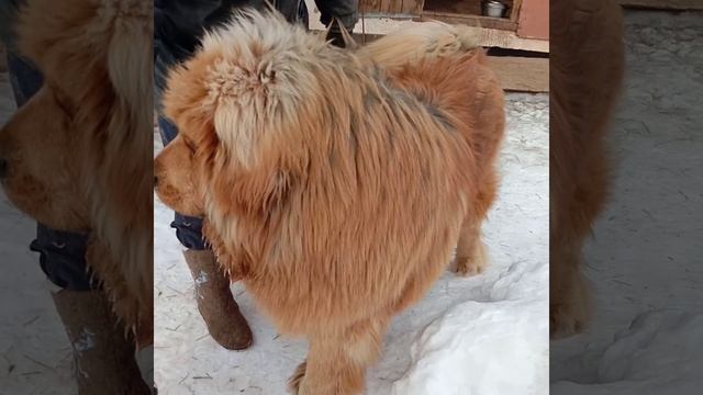 Тибетский мастиф. Наш красавец Ньютон