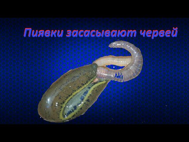 Пиявки засасывают дождевые червей