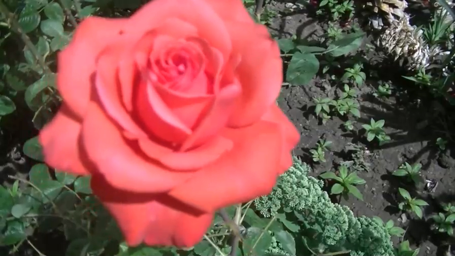 Однажды Бог собрал все бабьи слезы....