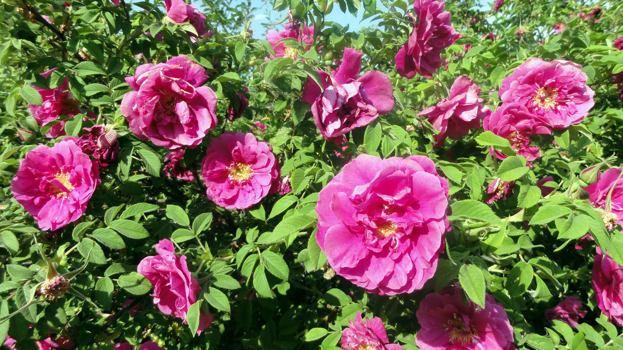 6 июня день свобориного дерева (шиповник).