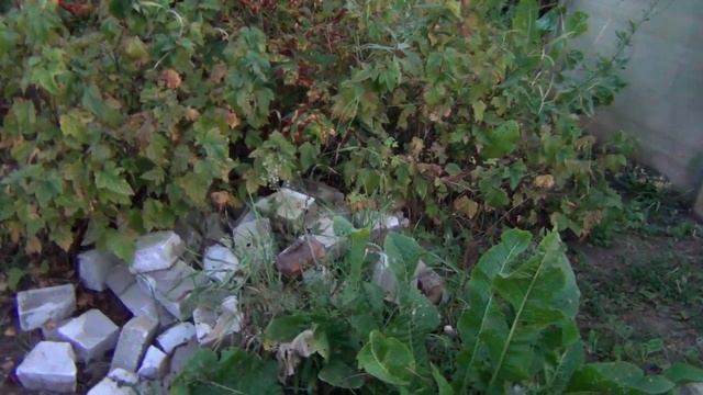 Тряпка для мойки стекол. Достался электротриммер.