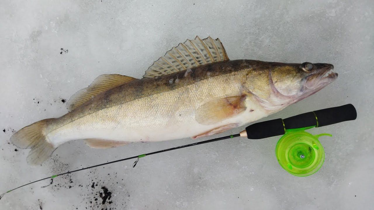 Рыбаки в ШОКЕ! Так никто ещё не ловил судака зимой, но он его поймал. Рыбалка на Оке.
