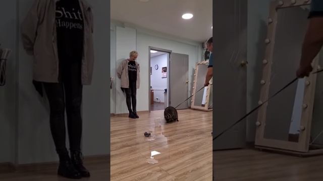 енот Витя разлил воду в офисе #shorts